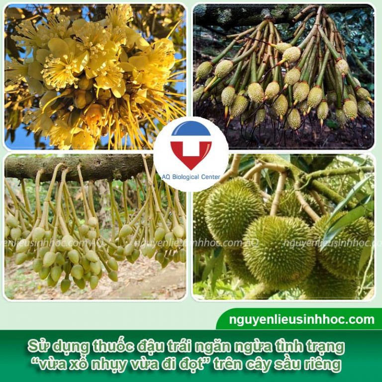 Thuốc đậu trái sầu riêng chống rụng trái, lớn trái - Kfruit