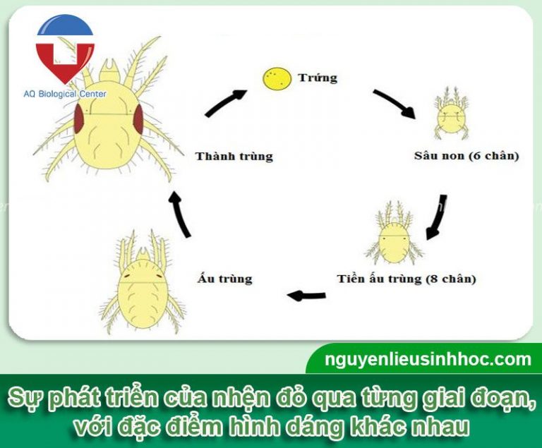 Cách phòng trị nhện đỏ hại dâu tây hiệu quả, nhanh, an toàn