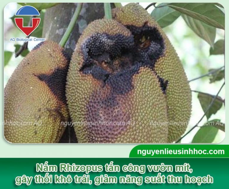 Cách xử lý quả mít bị nấm hiệu quả và Nguyên nhân do đâu?
