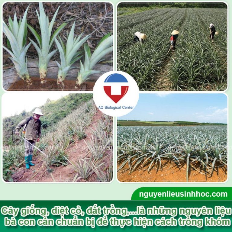 Hướng dẫn cách trồng khóm và chăm sóc mau ra trái, ngọt lịm