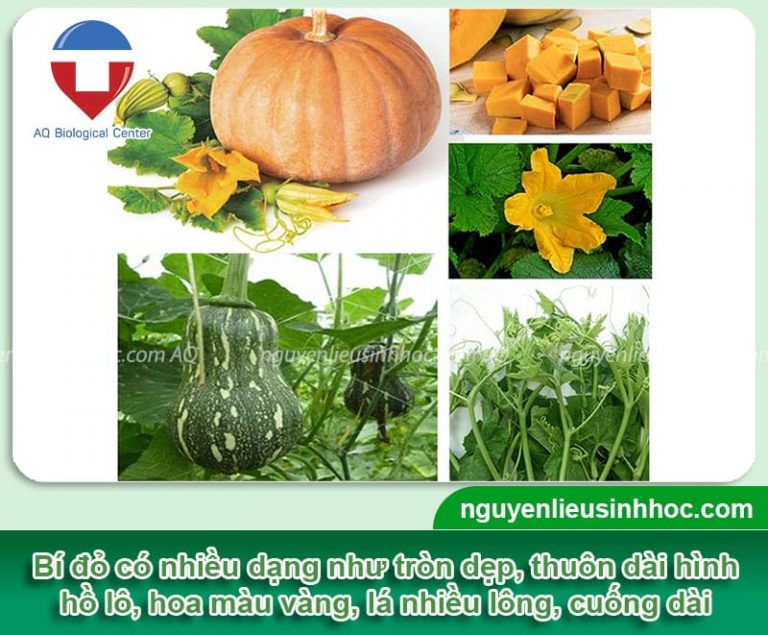 Ăn nhiều bí đỏ có tốt không? Lợi ích từ quả bí đỏ mang lại