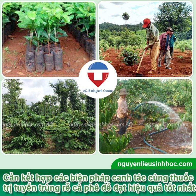 Thuốc trị tuyến trùng rễ cà phê Padave Cha hiệu quả nhanh
