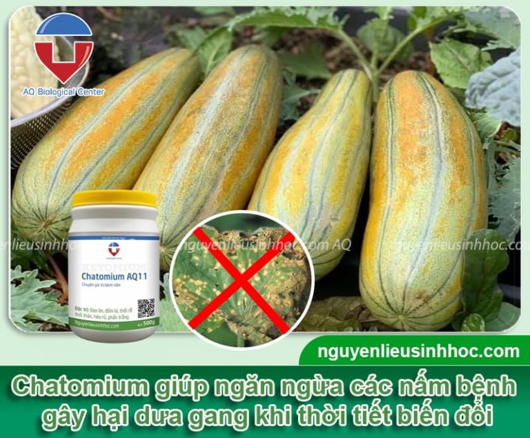 Hướng dẫn cách trồng dưa gang ra trái nhiều, lớn quả