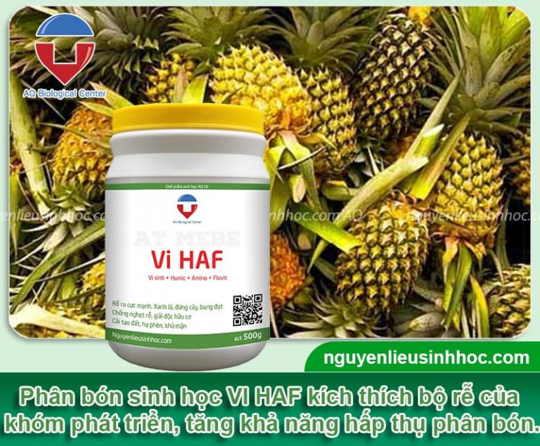 Hướng dẫn cách trồng khóm và chăm sóc mau ra trái, ngọt lịm