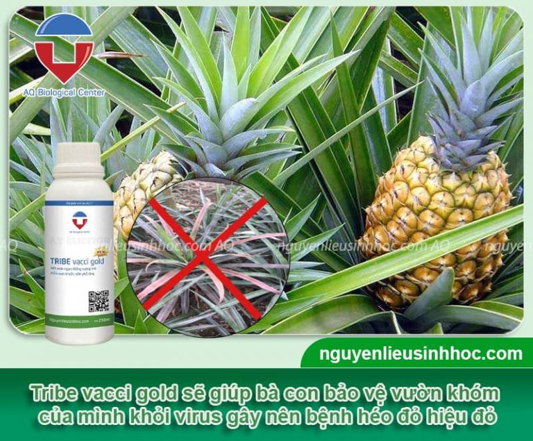 Cách phòng trị bệnh héo đỏ trên cây khóm và Nguyên nhân