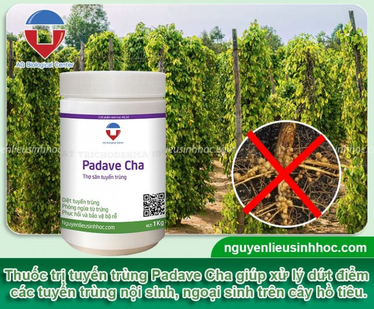 Xử lý tuyến trùng rễ hồ tiêu hiệu quả nhanh với Padave Cha