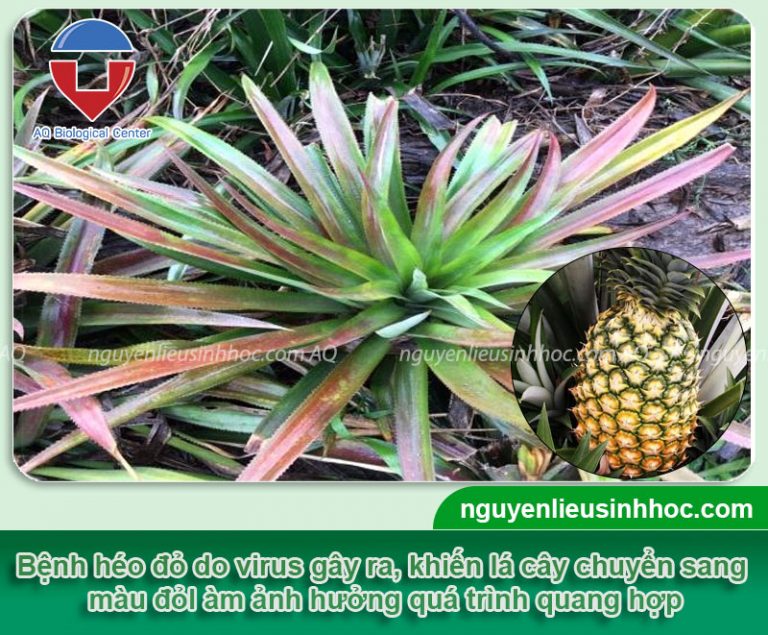 Cách phòng trị bệnh héo đỏ trên cây khóm và Nguyên nhân