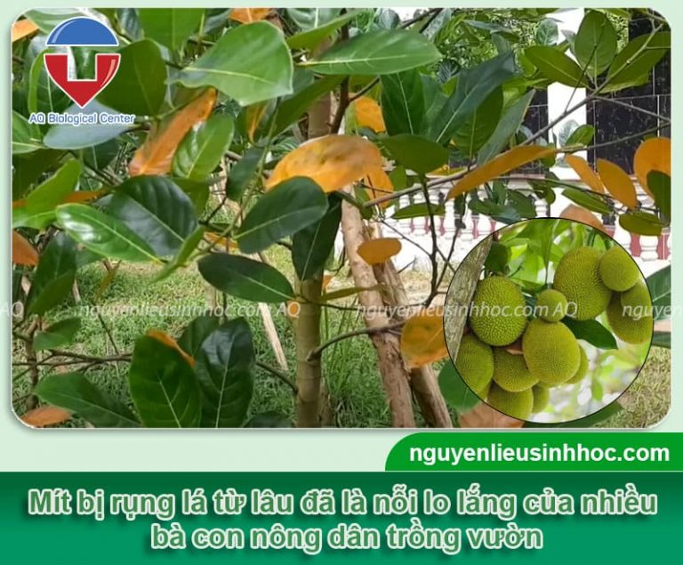 Phòng trừ cây mít bị vàng lá rụng lá & Nguyên nhân do đâu?