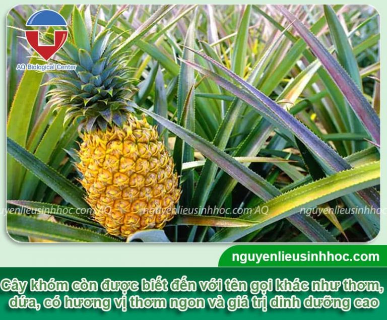 Hướng dẫn cách trồng khóm và chăm sóc mau ra trái, ngọt lịm