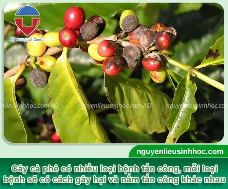 Các loại bệnh trên cây cà phê thường gặp & Cách phòng trị