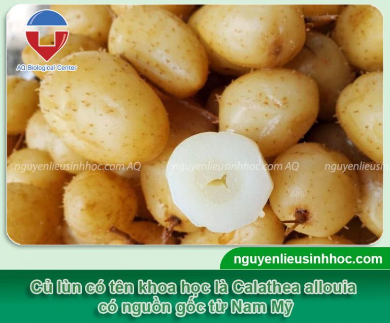 Cách trồng củ lùn tại nhà đơn giản và dễ thực hiện