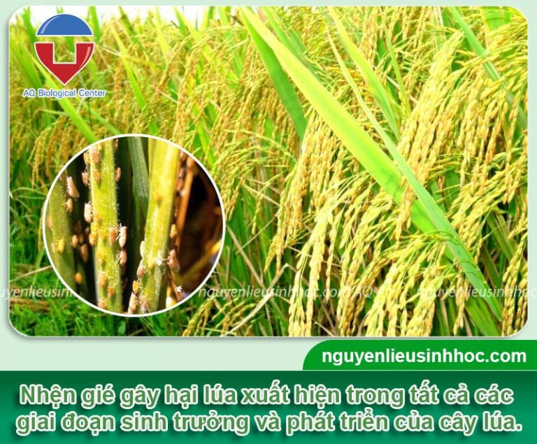 Thuộc trị nhện gié hại lúa hiệu quả nhanh, bảo vệ mùa màng