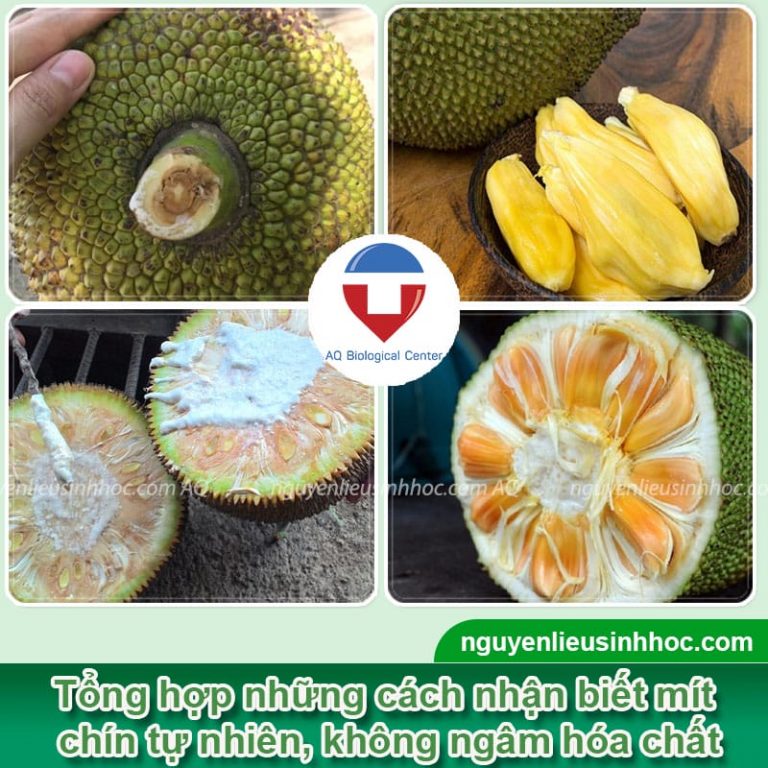 Cách nhận biết mít chín cây không hóa chất, nhiều múi