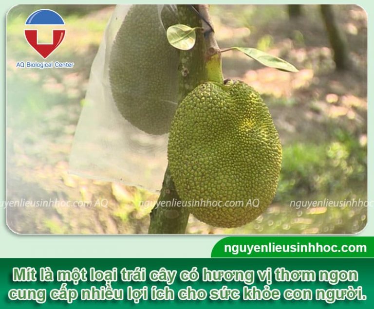 Cách nhận biết mít chín cây không hóa chất, nhiều múi