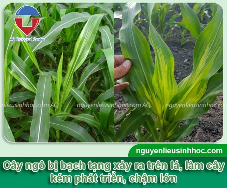 Bệnh bạch tạng trên ngô là gì? Nguyên nhân & Cách phòng trị