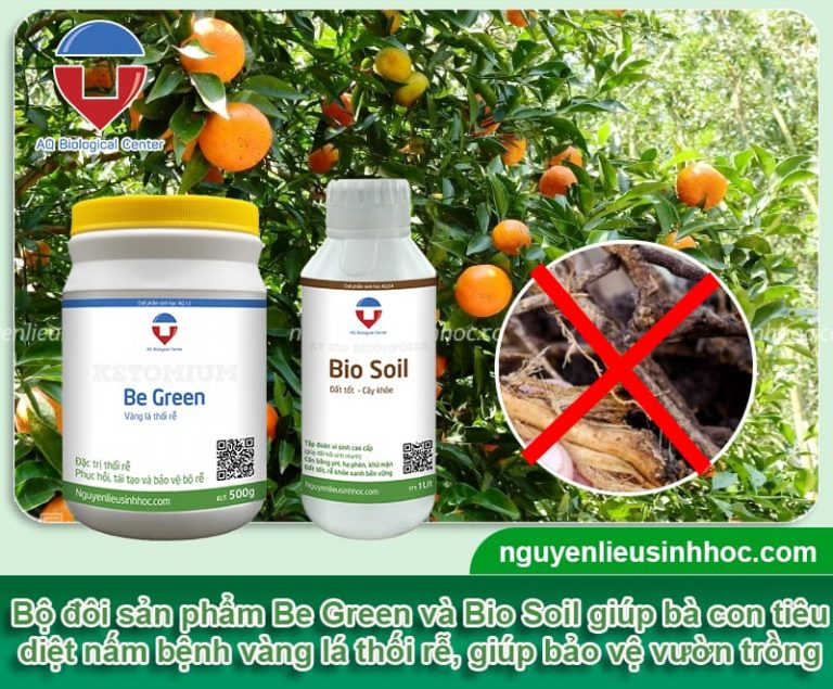 Phòng trị bệnh vàng lá thối rễ trên cây có múi & Nguyên nhân