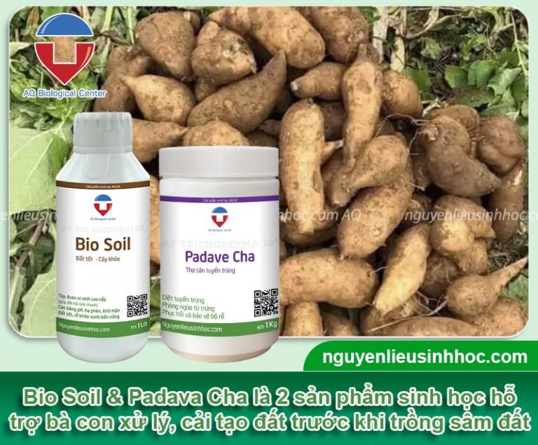 Cách trồng cây sâm đất hiệu quả, cho củ to tròn