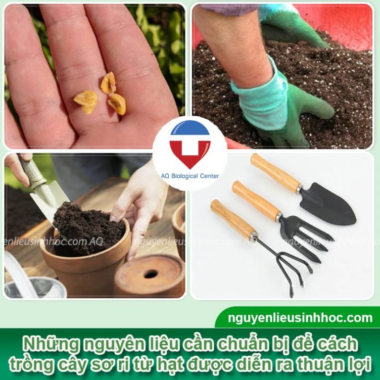 Hướng dẫn cách trồng cây sơ ri từ hạt mau nảy mầm, lớn nhanh