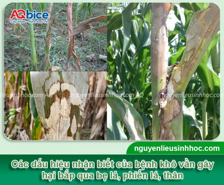 Bệnh khô vằn hại ngô: Nguyên nhân và Cách phòng trừ