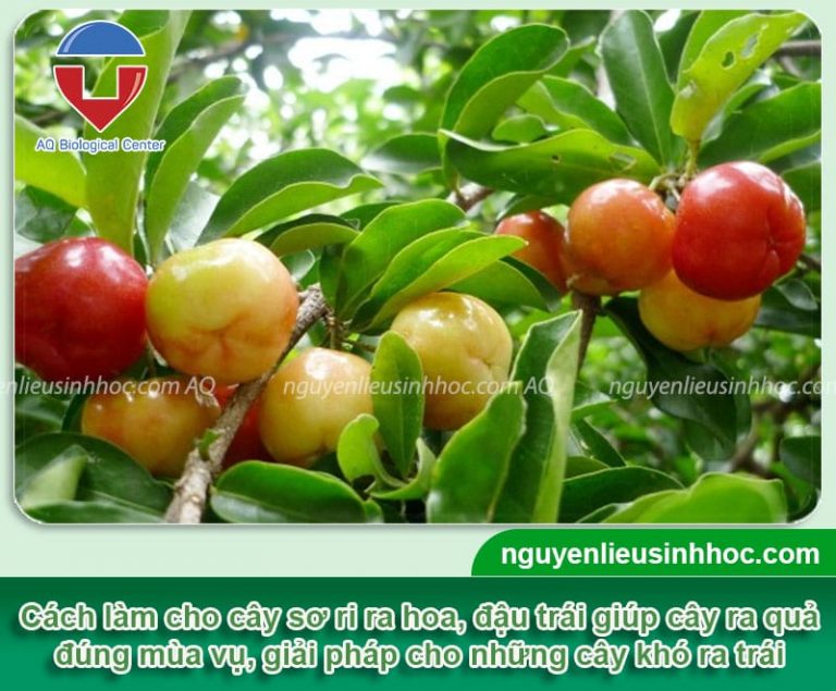 Cách làm cho cây sơri ra hoa đậu quả, không bị sâu bệnh