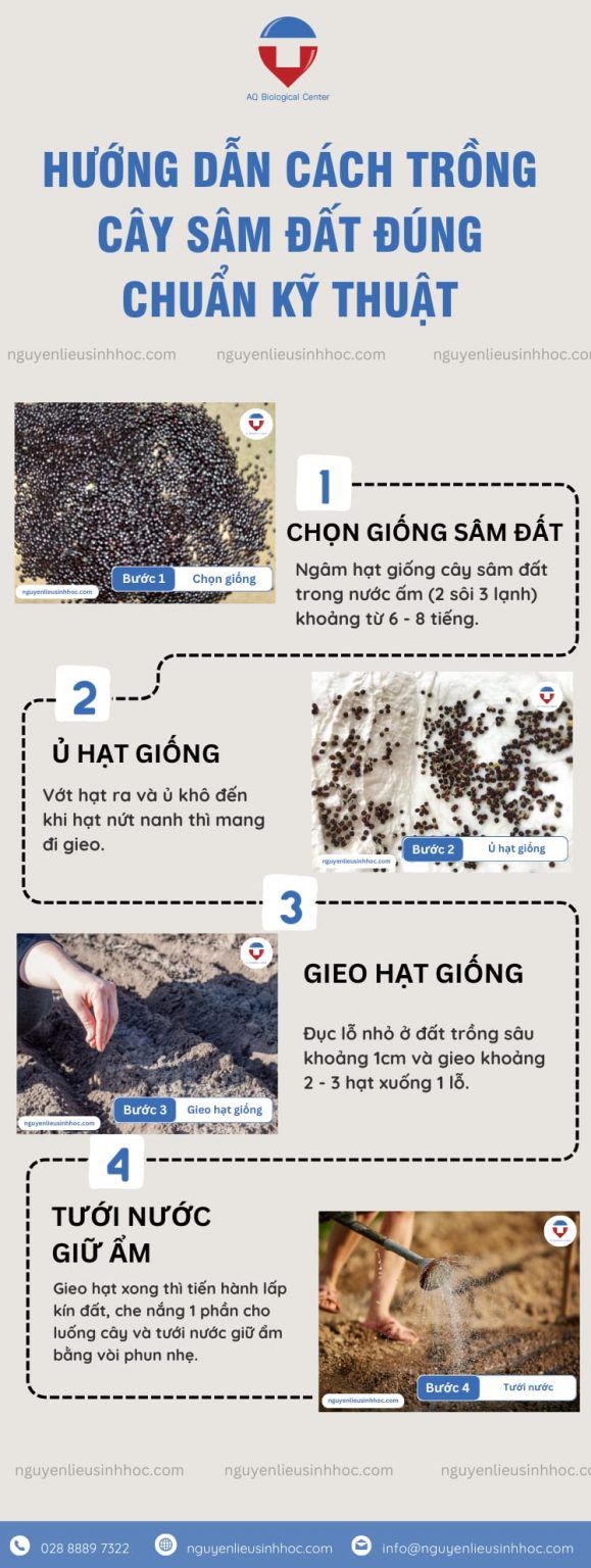 Cách trồng cây sâm đất hiệu quả, cho củ to tròn