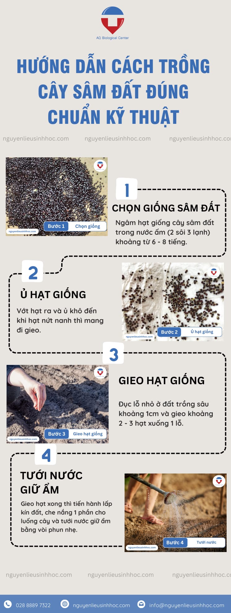 Cách trồng cây sâm đất hiệu quả, cho củ to tròn