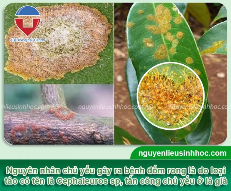 Phòng trị bệnh đốm rong trên cây có múi hiệu quả và an toàn