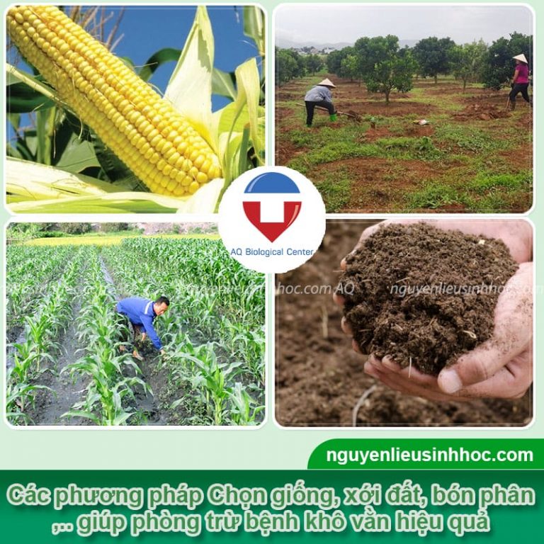 Cách phòng trừ bệnh khô vằn hại ngô và Nguyên nhân do đâu?