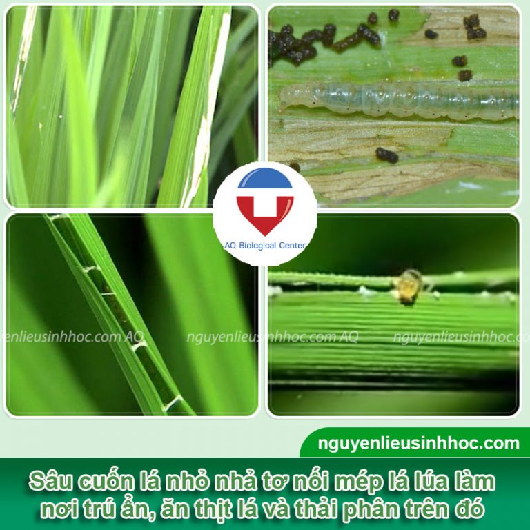 Phòng trị sâu cuốn lá nhỏ hại lúa hiệu quả và an toàn