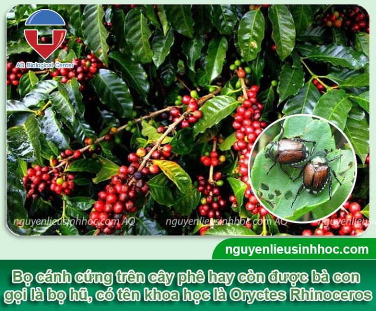 Phòng trừ bọ cánh cứng hại cà phê hiệu quả & an toàn cho cây