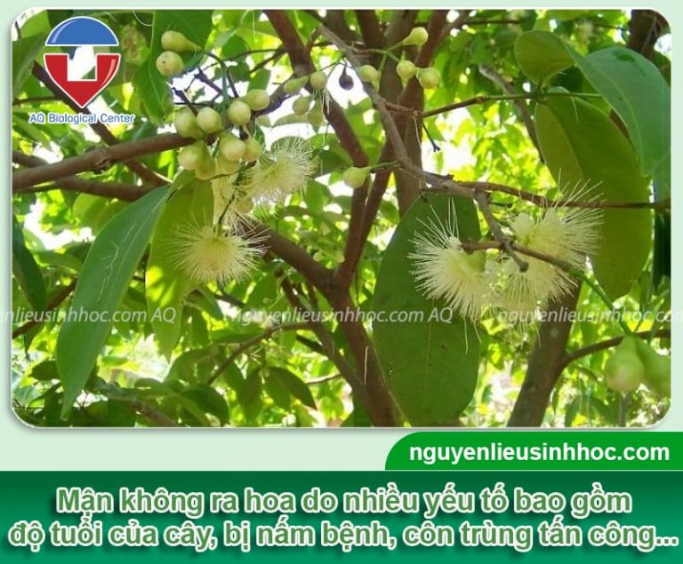 Tại sao cây mận không ra hoa và cách xử lý ra hoa đồng loạt