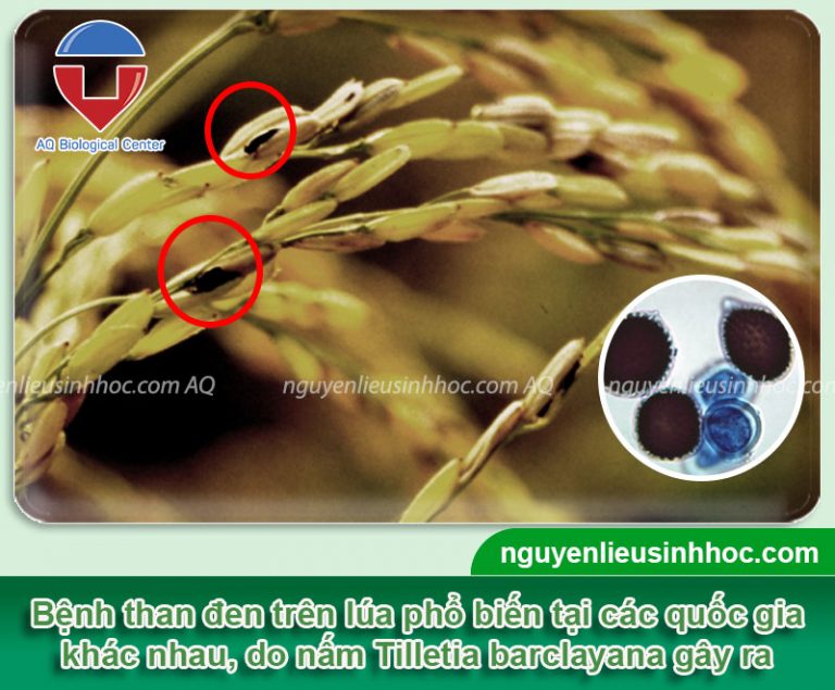 Cách phòng trị bệnh than đen trên lúa và Nguyên nhân do đâu