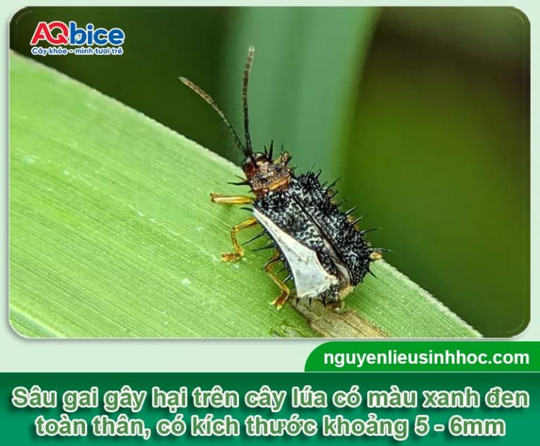 Nhận biết sâu gai hại lúa và Cách xử lý dứt điểm