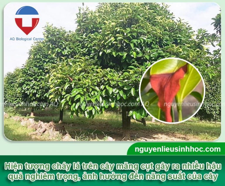 Phòng trị măng cụt bị cháy lá hết nhanh, xanh lá, đứng cây