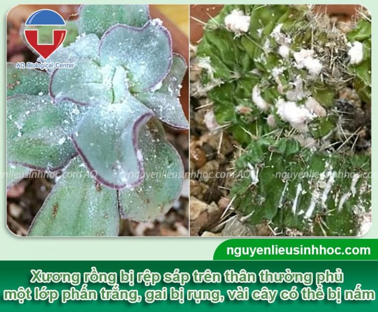Phòng trị xương rồng bị rệp sáp hiệu quả và an toàn cho cây