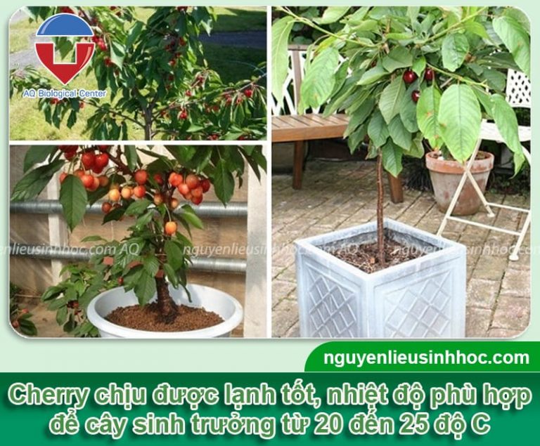 Cách trồng cây cherry trong chậu sai quả, không sâu bệnh