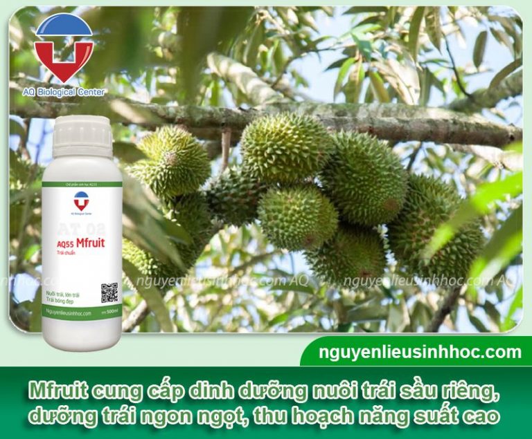 Thuốc lớn trái sầu riêng Mfruit ngừa rụng trái, nuôi trái