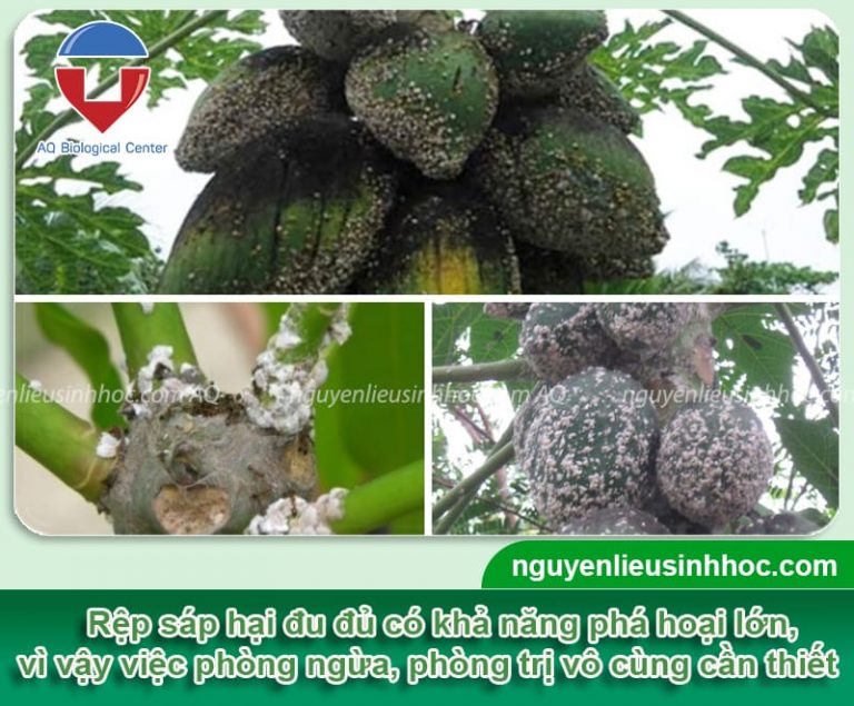 Hướng dẫn cách trị rệp trên cây đu đủ hiệu quả và an toàn