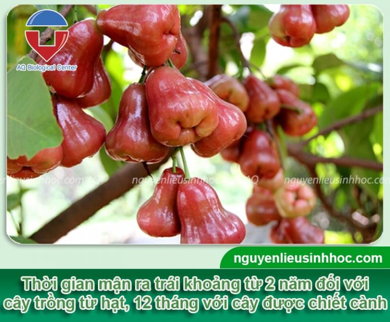 Trồng mận bao lâu có trái? Hướng dẫn cách trồng và chăm sóc