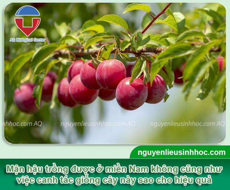 Giải đáp thắc mắc mận hậu có trồng được ở miền Nam không?