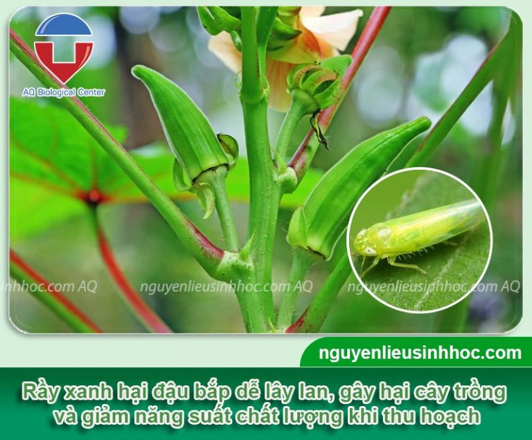 Phòng trừ rầy xanh hại đậu bắp hiệu quả và an toàn cho cây