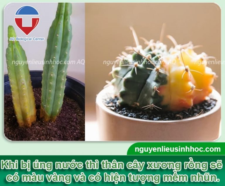 Phòng trị cây xương rồng bị úng nước hết nhanh và an toàn
