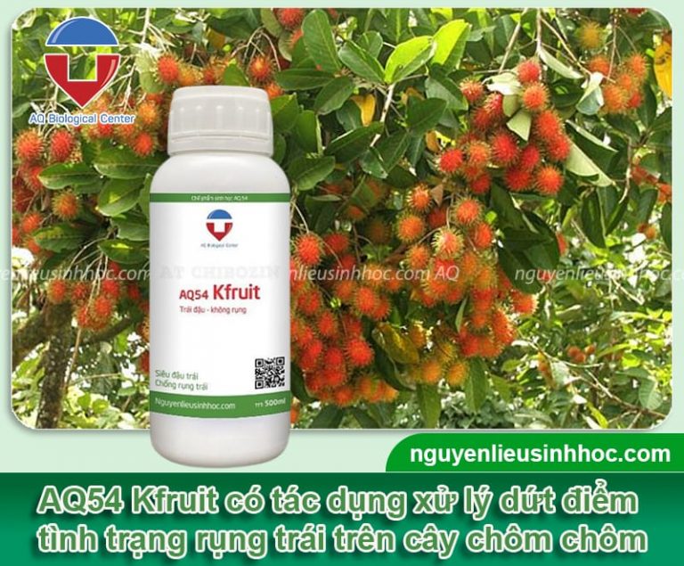 Cách phòng trị chôm chôm bị rụng trái hiệu quả và an toàn