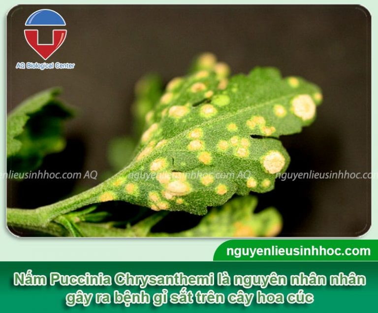 Phòng trị bệnh rỉ sắt trên hoa cúc hiệu quả và Nguyên nhân