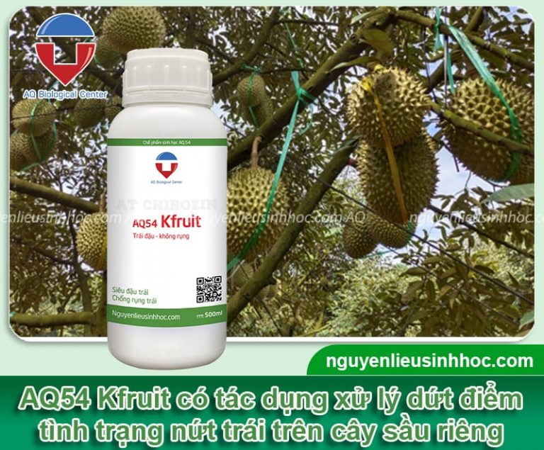 Nứt trái sầu riêng nguyên nhân do đâu và Cách phòng trị