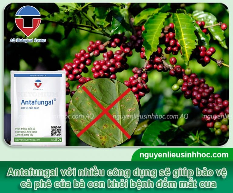 Phòng trị bệnh đốm mắt cua trên cây cà phê hiệu quả, an toàn