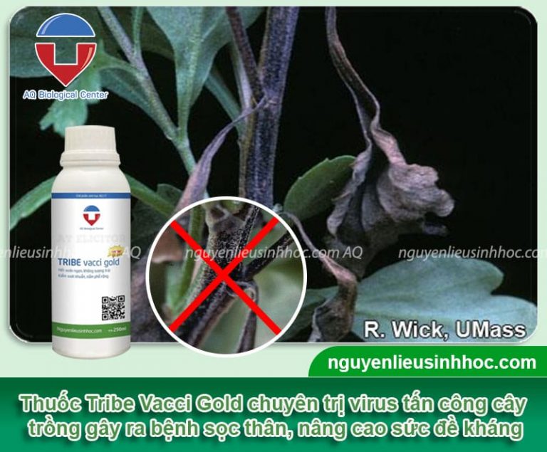 Phòng trị bệnh sọc thân hoa cúc hiệu quả và an toàn cho cây