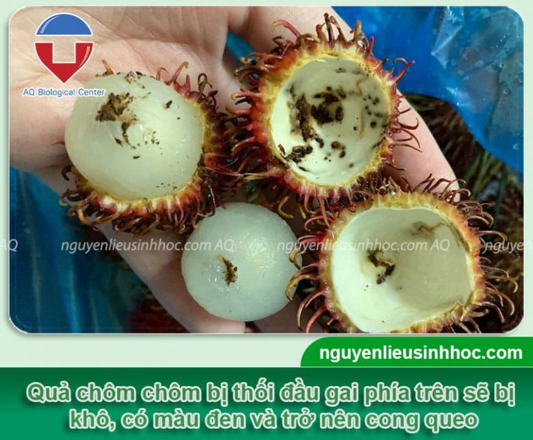 Cách phòng trị bệnh thối trái chôm chôm & Nguyên nhân do đâu