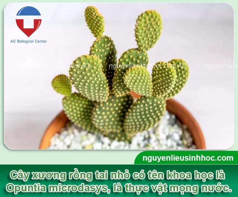 Hướng dẫn cách trồng xương rồng tai thỏ xanh lá, đứng cây