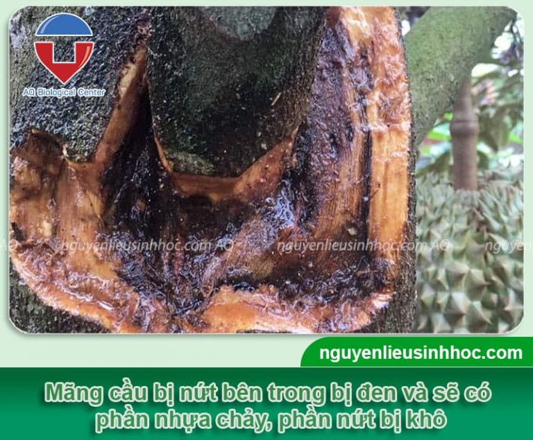 Mãng cầu bị nứt thân nguyên nhân do đâu và cách phòng trừ